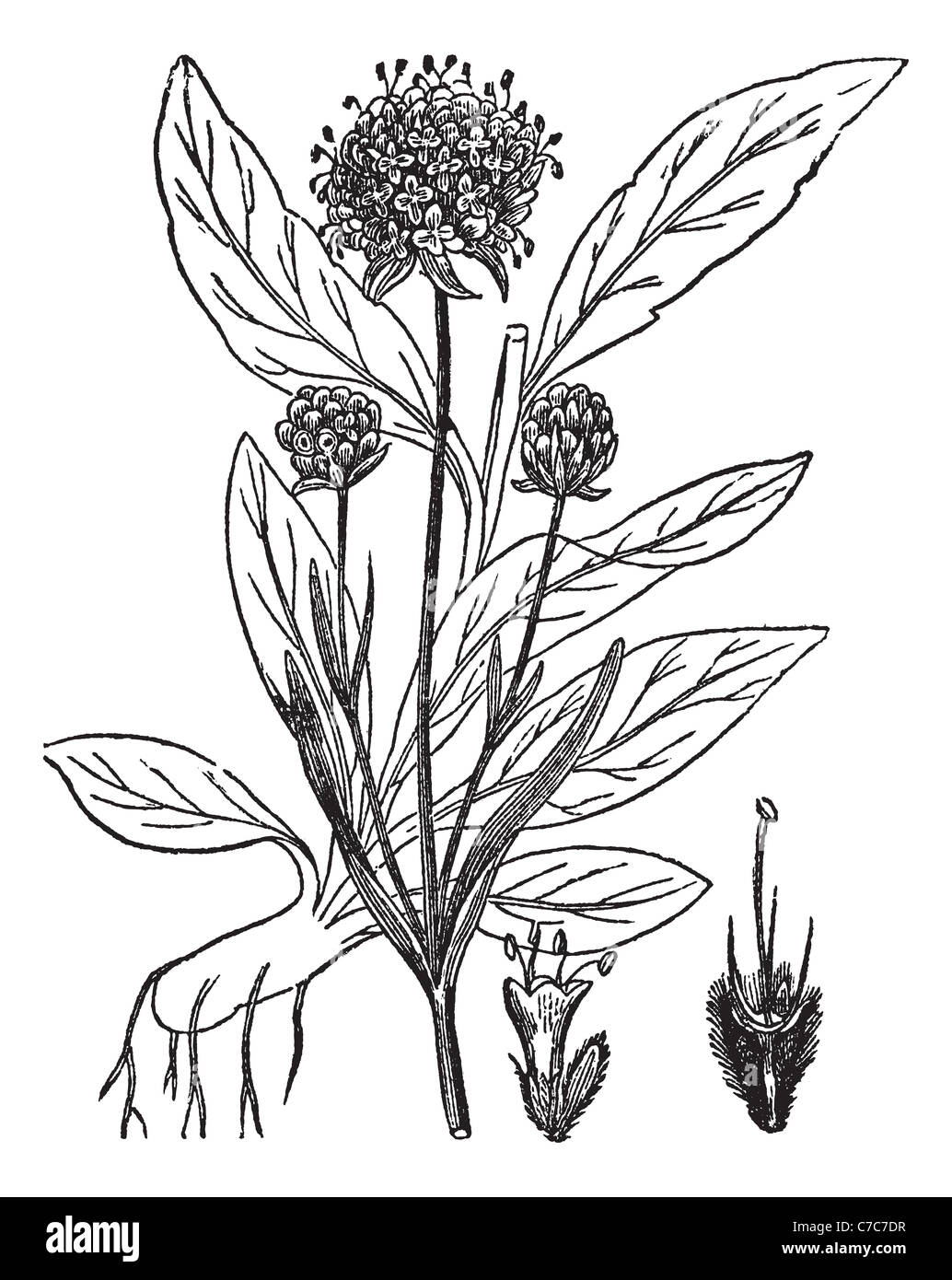Scabiosa Succisa, vintage engraved illustration. Trousset encyclopedia ...