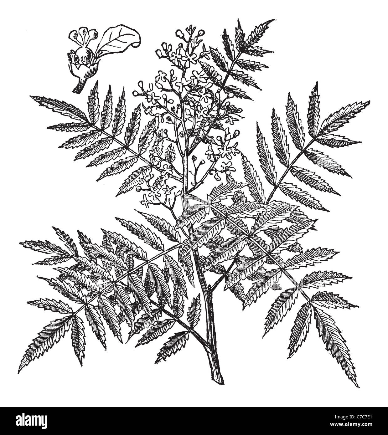 Schinus Molle Leaf
