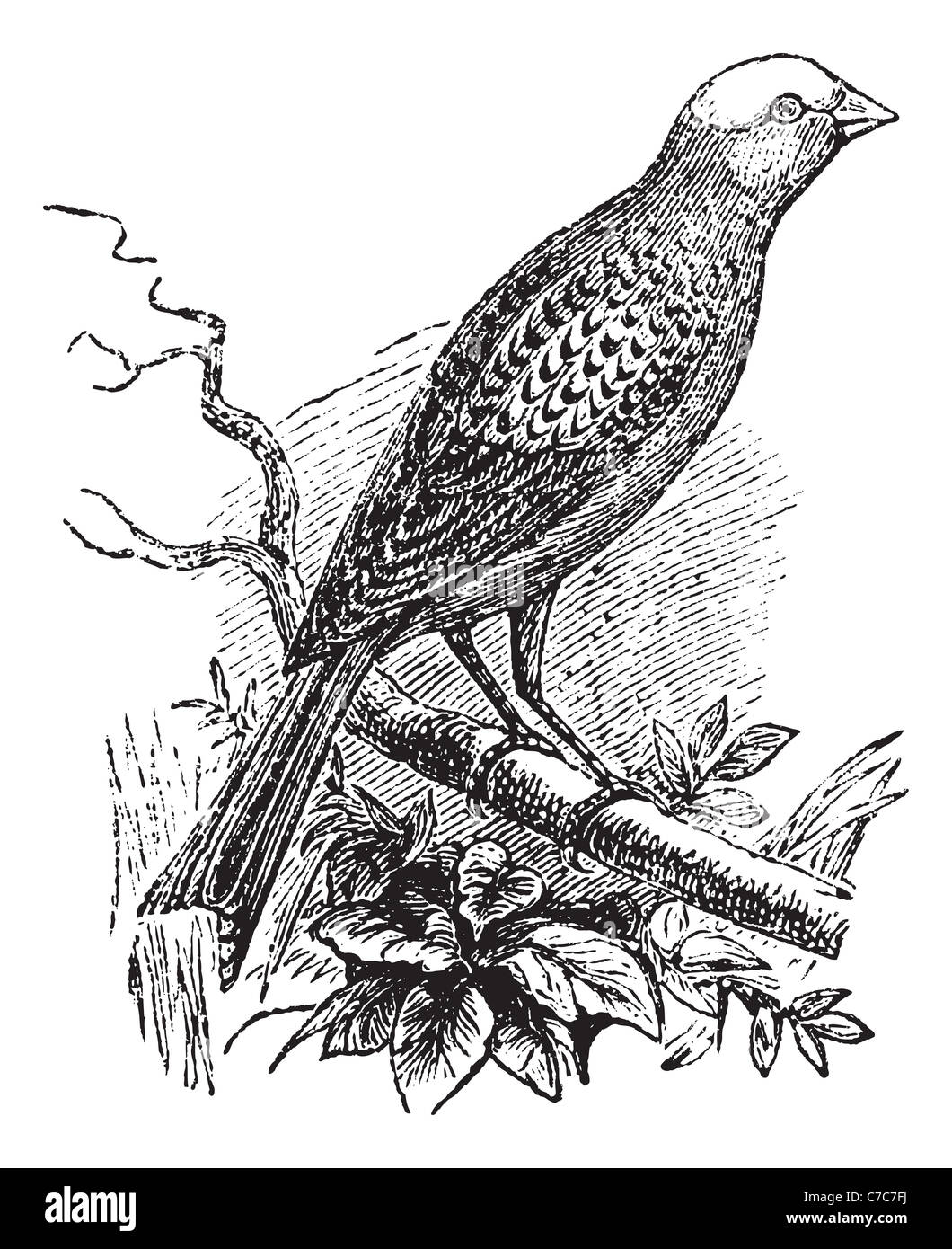 Lizard Canary, vintage engraving. Old engraved illustration of Lizard ...