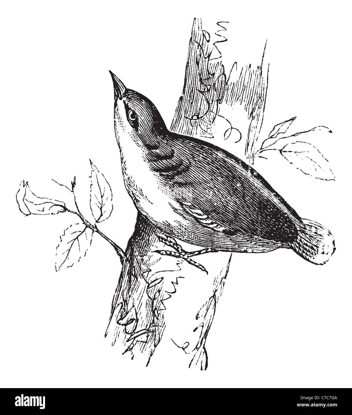 Nuthatch illustration hi-res stock photography and images - Alamy