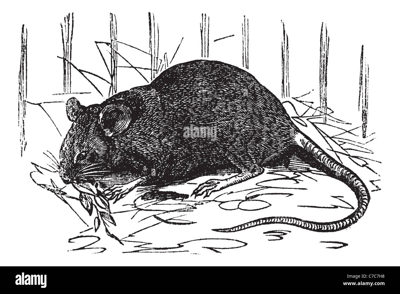 House mouse mus musculus illustration hi-res stock photography and ...