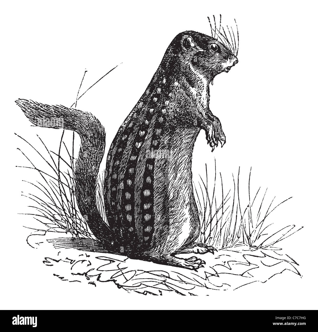 Thirteen-lined ground squirrel, vintage engraving. Old engraved ...