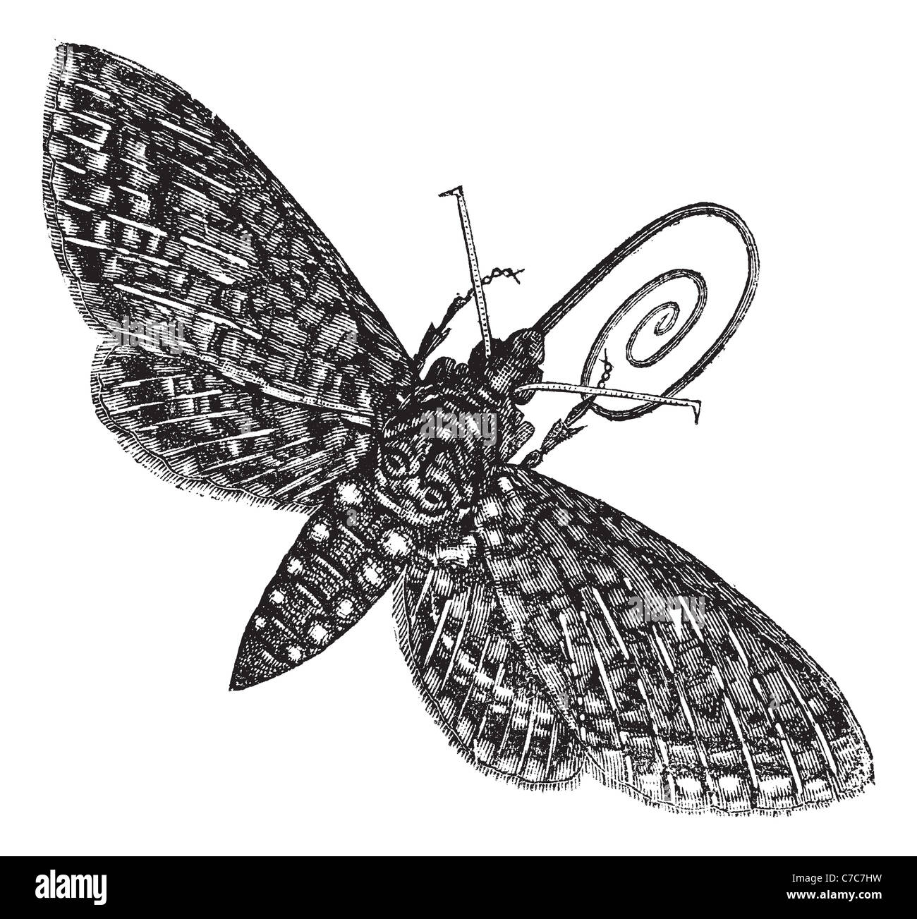 Hawk-Moth or Sphinx quinquemaculatus, vintage engraving. Old engraved ...