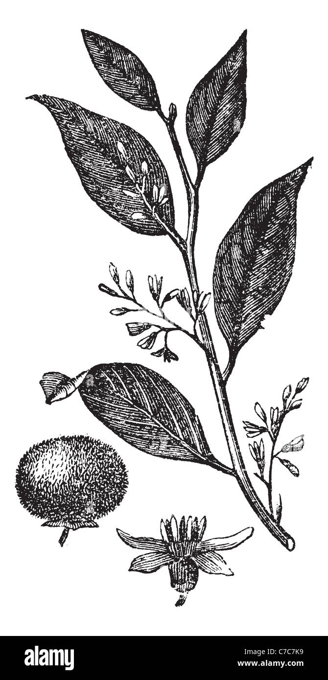 Black gum tree hi-res stock photography and images - Alamy