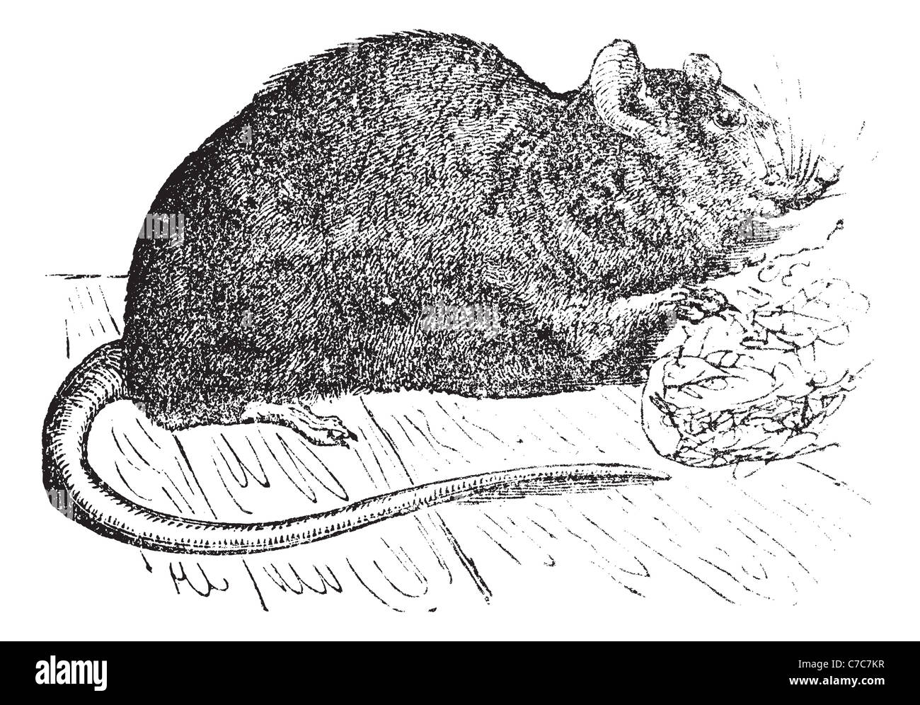 Brown rat (Mus Decumanus) or wharf rat, vintage engraved illustration ...