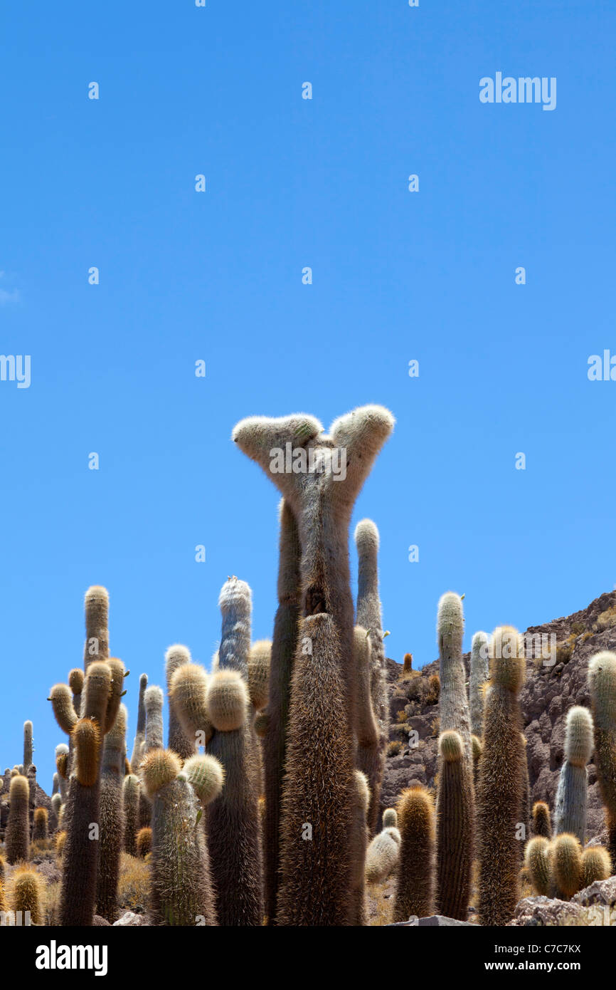 Furry cactus hi-res stock photography and images - Alamy