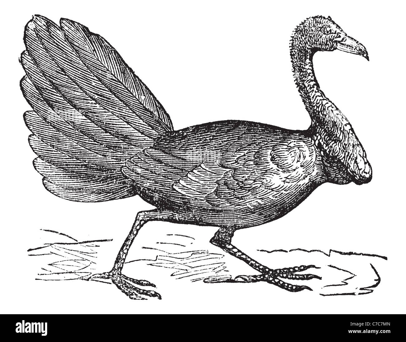 Talegalla lathami or Cuvier's Brushturkey, vintage engraved ...