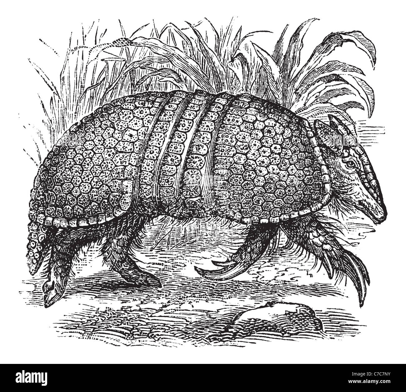 Giant armadillo (Dasypus gigas), vintage engraved illustration ...