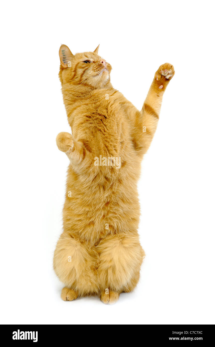 White orange cat standing hi-res stock photography and images - Alamy