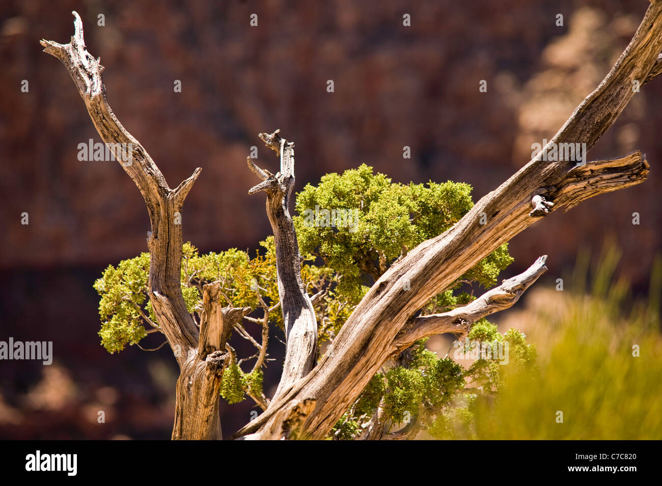Dead tree, green bush in Grand Canyon National Park Arizona USA Stock ...