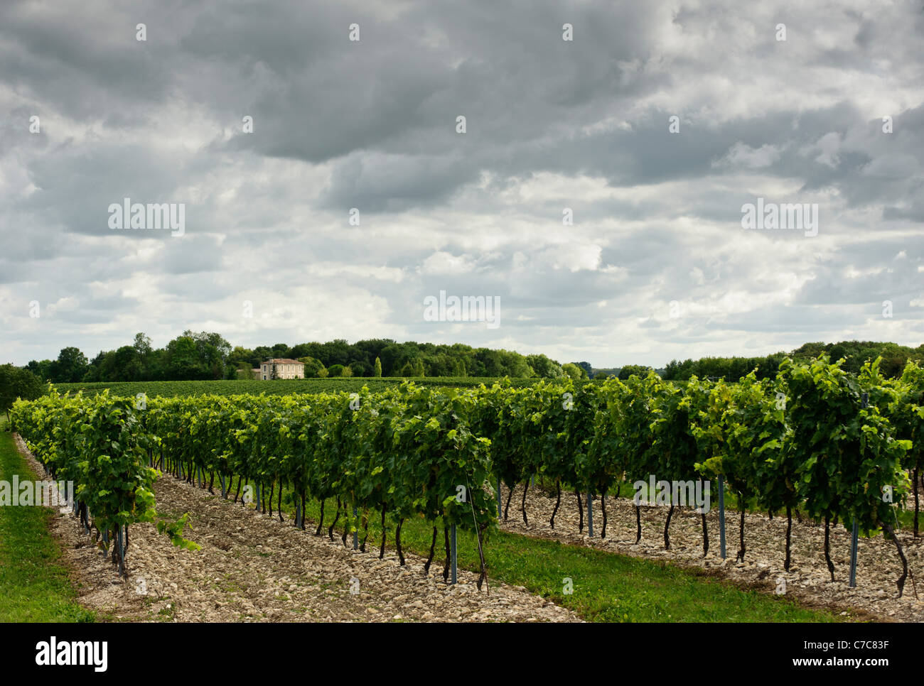 Cognac brandy vineyards hi-res stock photography and images - Alamy