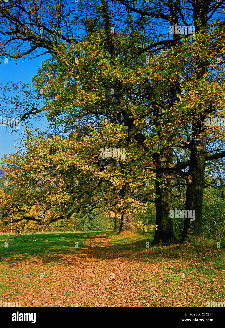 Trees in the park Stock Photo - Alamy