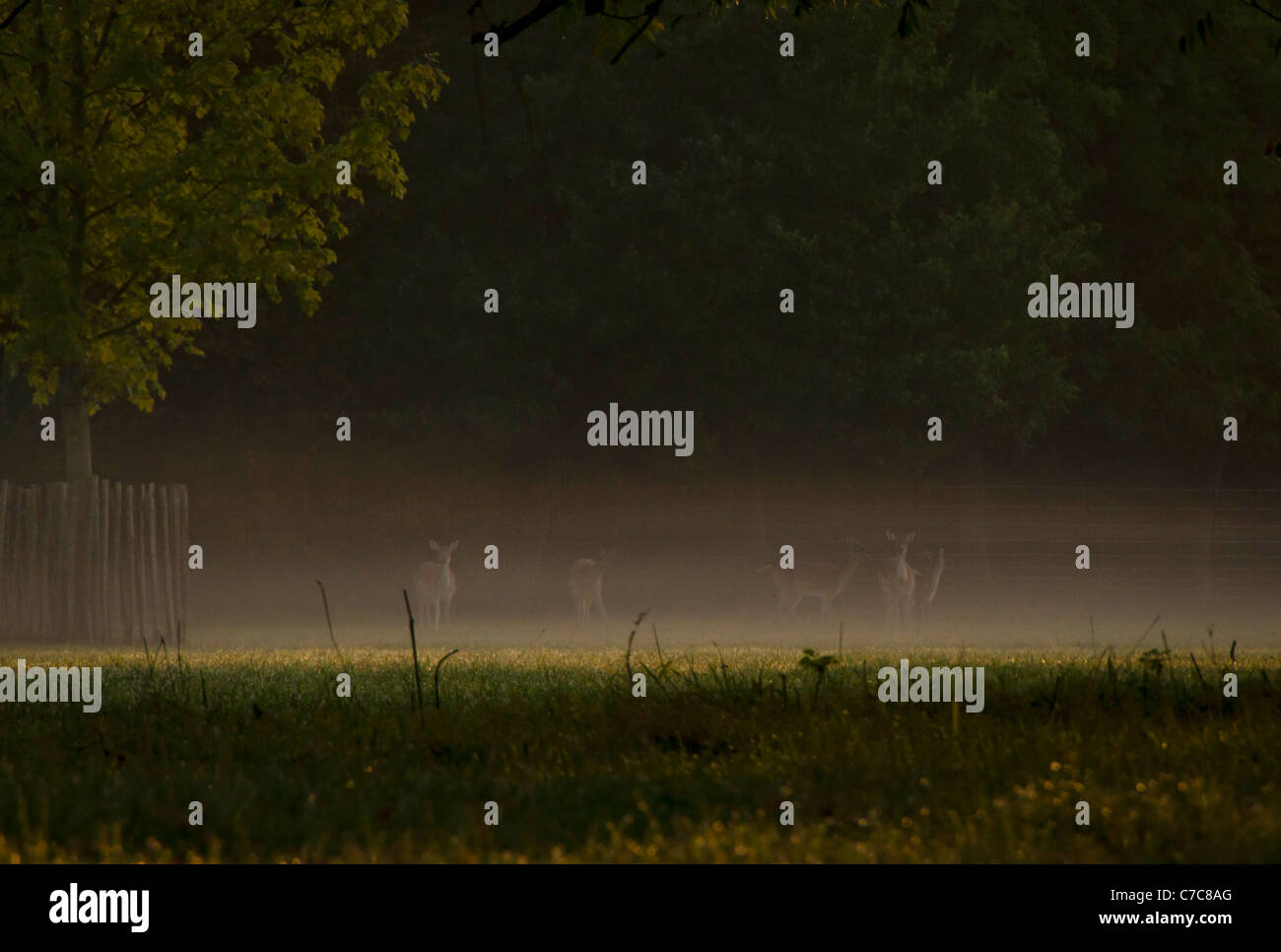 Deer in morning mist Stock Photo - Alamy