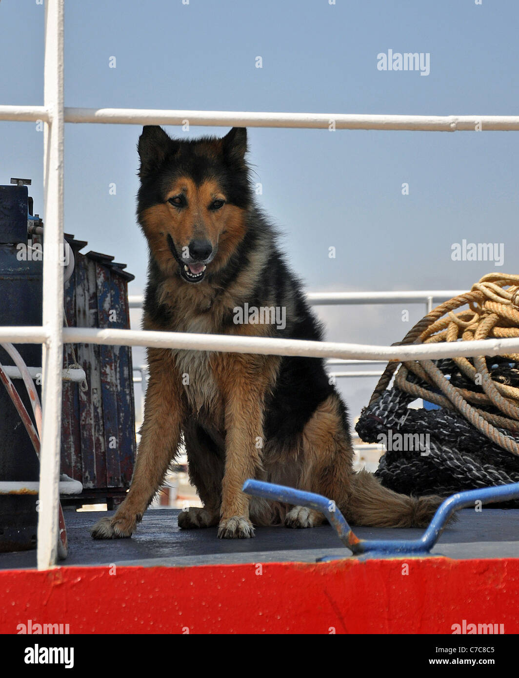 Dog standing guard on fishing trawler Stock Photo - Alamy