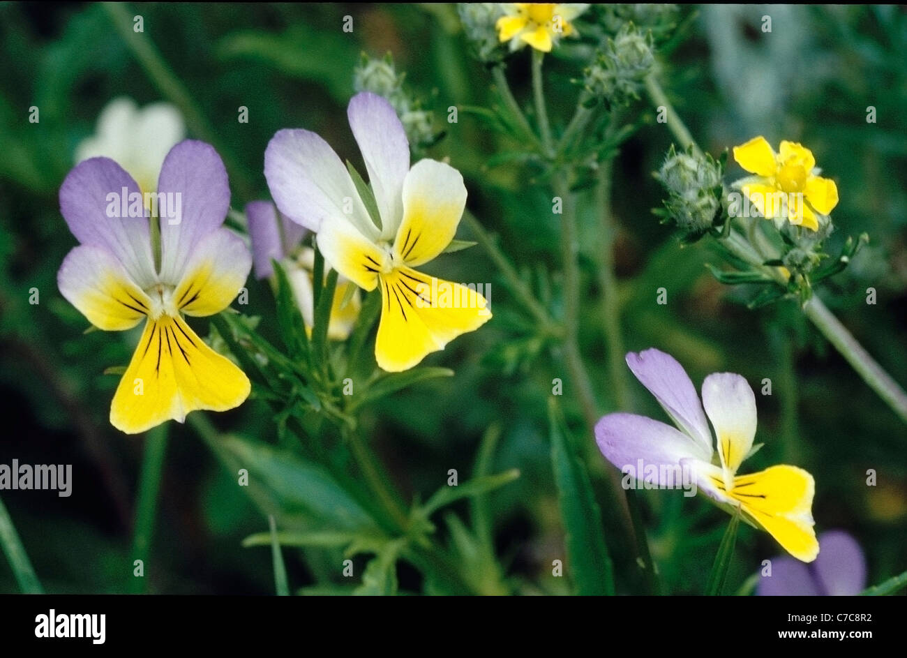 Flower violet three-color Stock Photo - Alamy