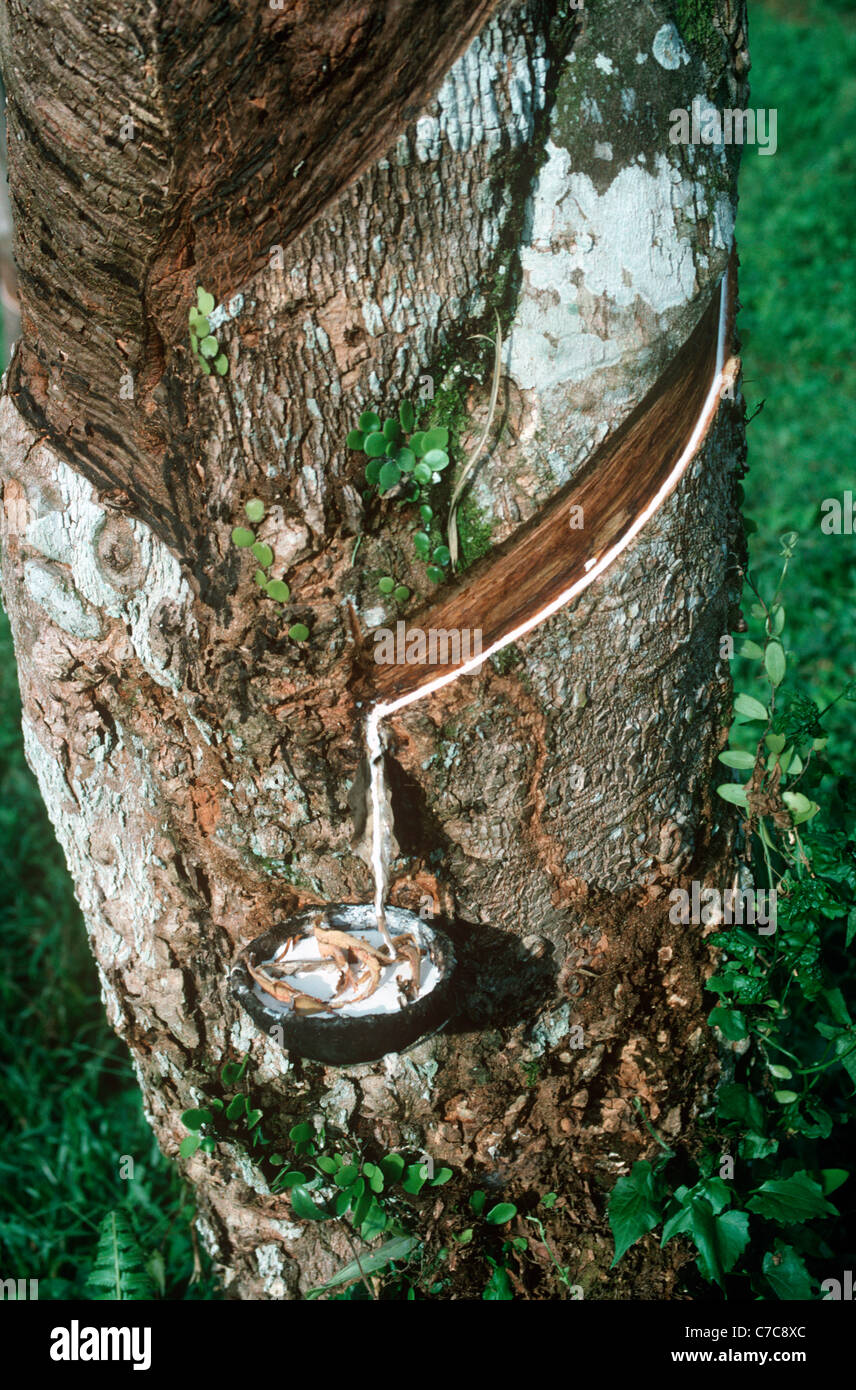 Hevea brasiliensis hi-res stock photography and images - Alamy