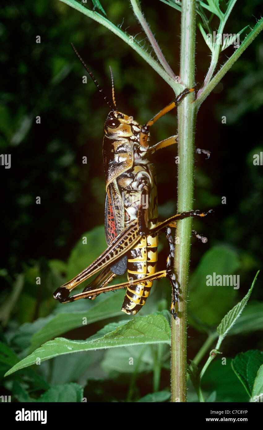 Eastern lubber grasshopper (Romalea microptera / guttata: Romaleidae ...