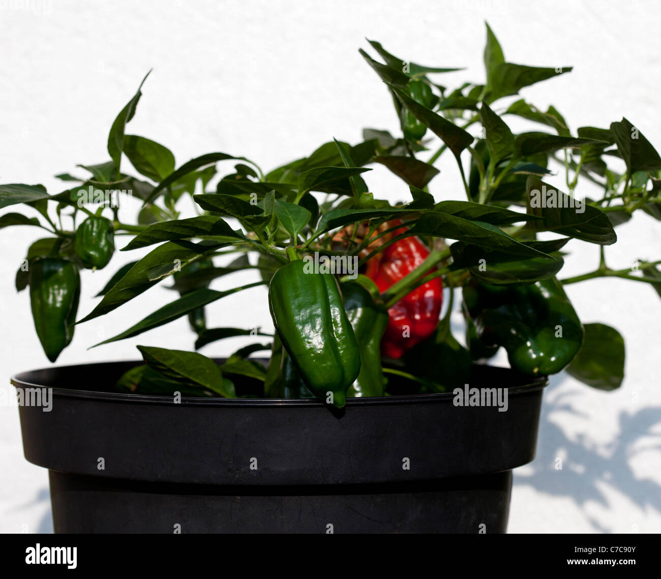 Pepper plant in pot, home grown against white background Stock Photo ...