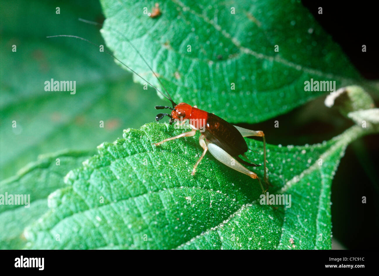 Red-headed bush cricket (Phyllopalpus pulchellus: Gryllidae) female ...