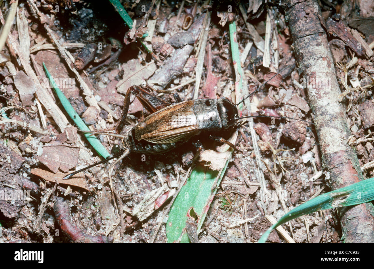 Sand field cricket (Gryllus firmus: Gryllidae) female in woodland ...