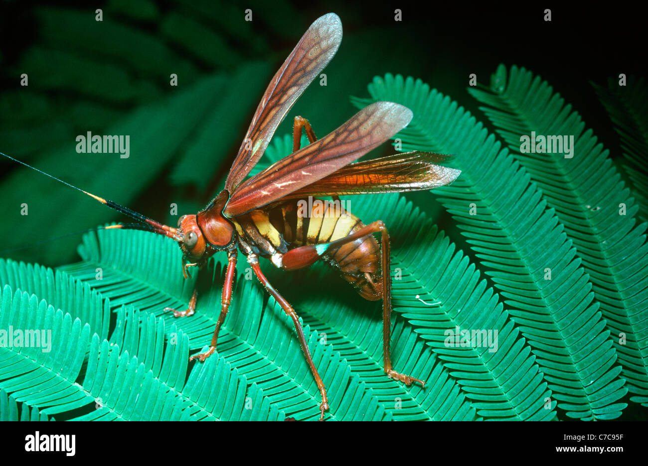 Bush-cricket / katydid (Scaphura sp.) which when alarmed raises its ...
