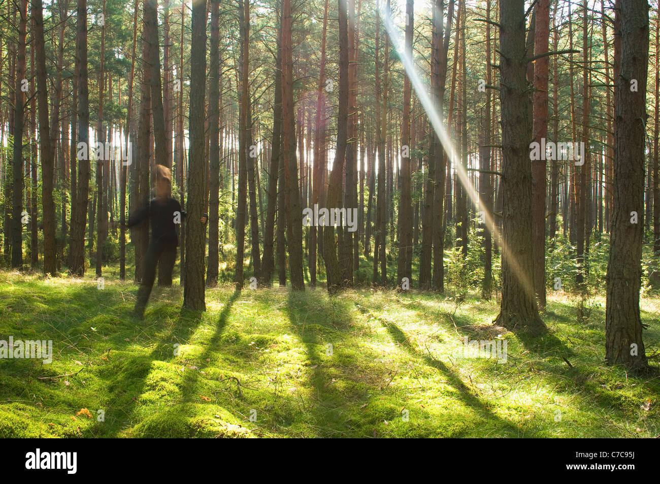 Forest and ghost Stock Photo - Alamy