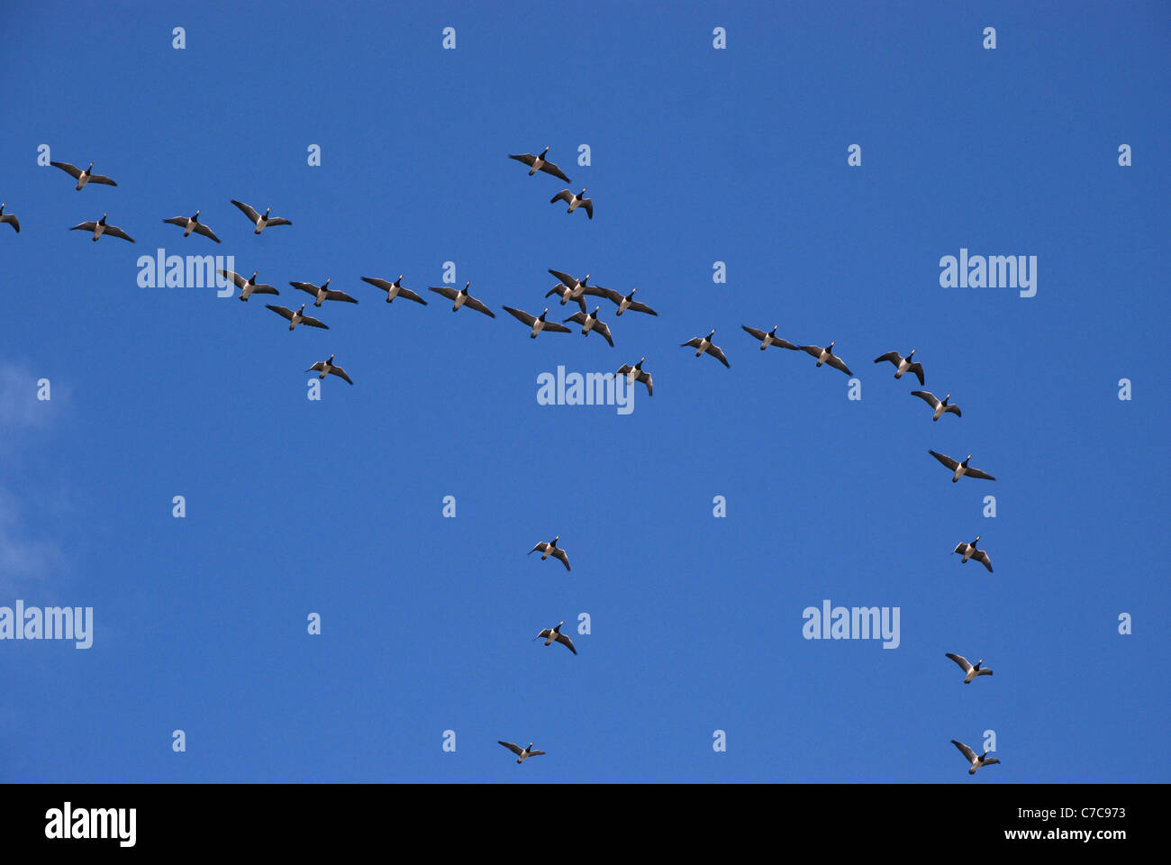 Migrating flock of Barnacle Geese (Branta leucopsis) flying in V-shape ...