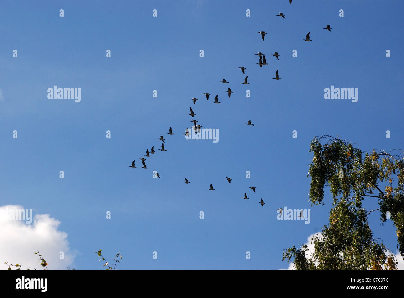 Migrating flock of Barnacle Geese (Branta leucopsis) flying in V-shape ...