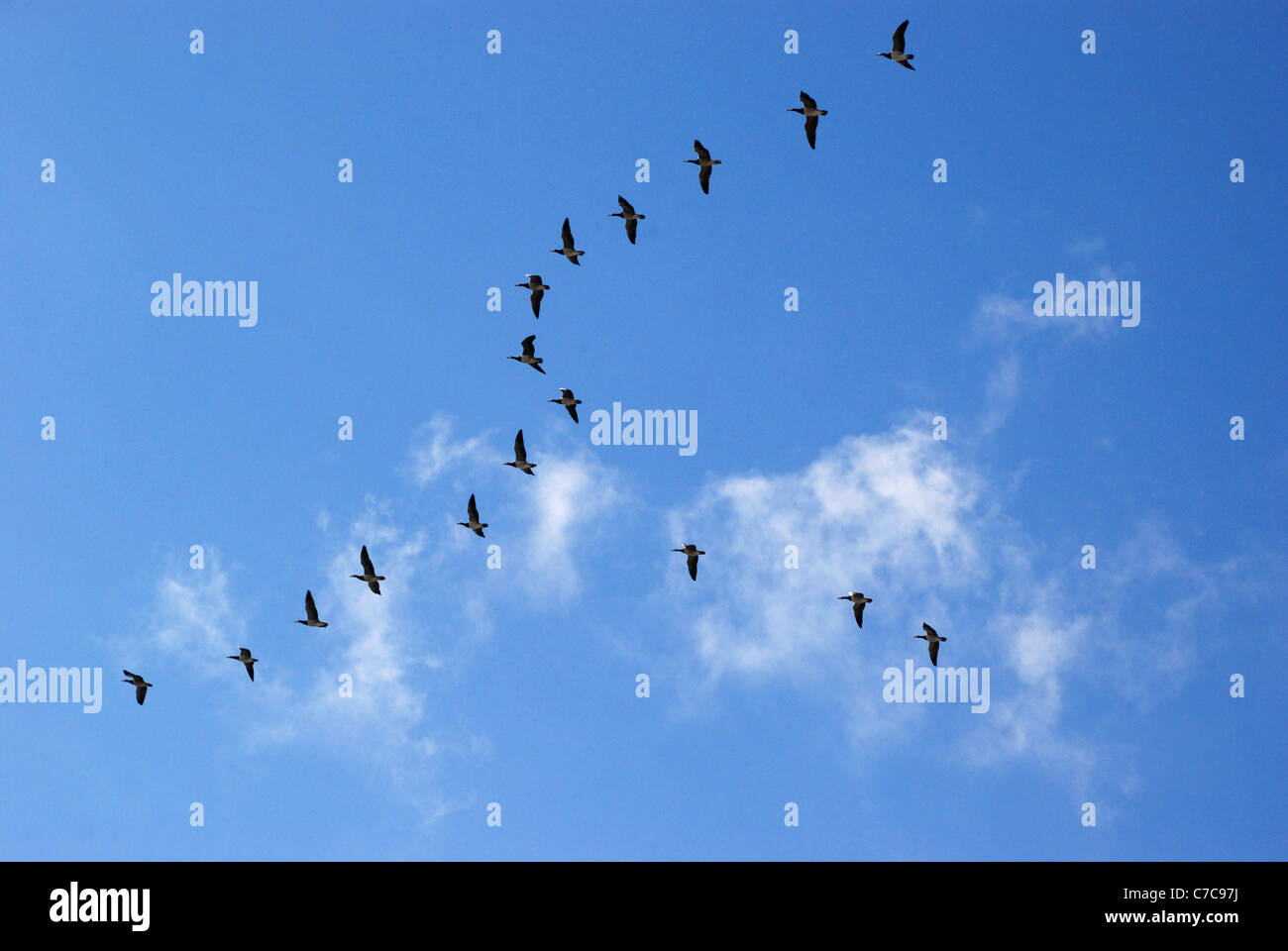 Migrating flock of Barnacle Geese (Branta leucopsis) flying in V-shape ...
