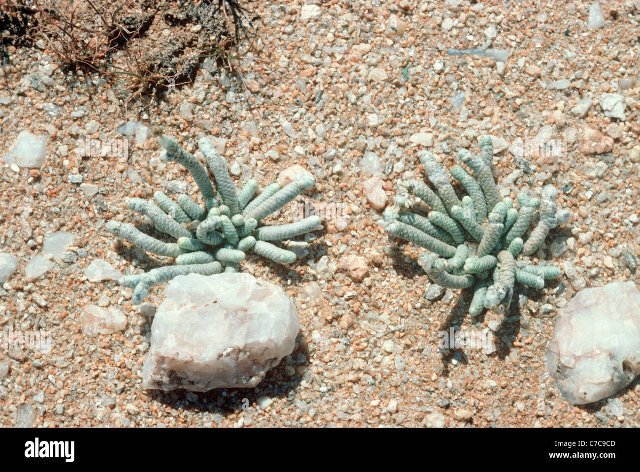 Pofadder hi-res stock photography and images - Alamy