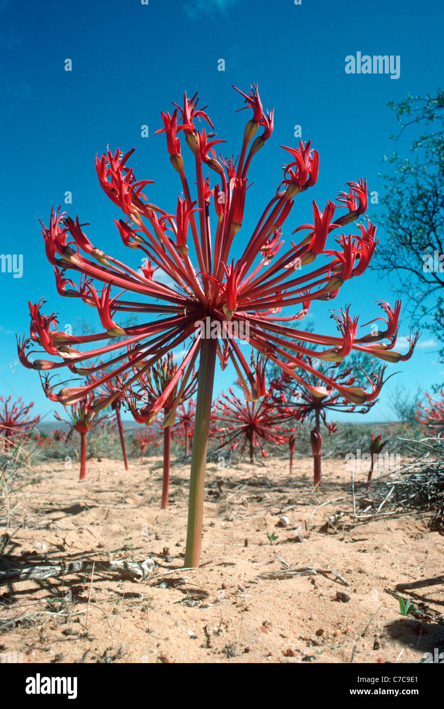 candelabra flower (Brunswigia orientalis) in flower in desert after ...