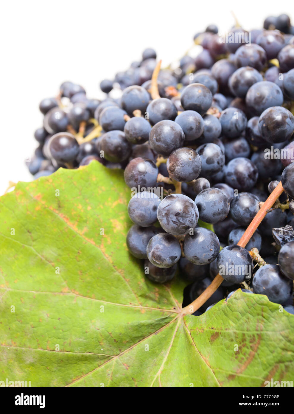 The Isabella grape is a cultivar derived ,is used for table, juice and ...