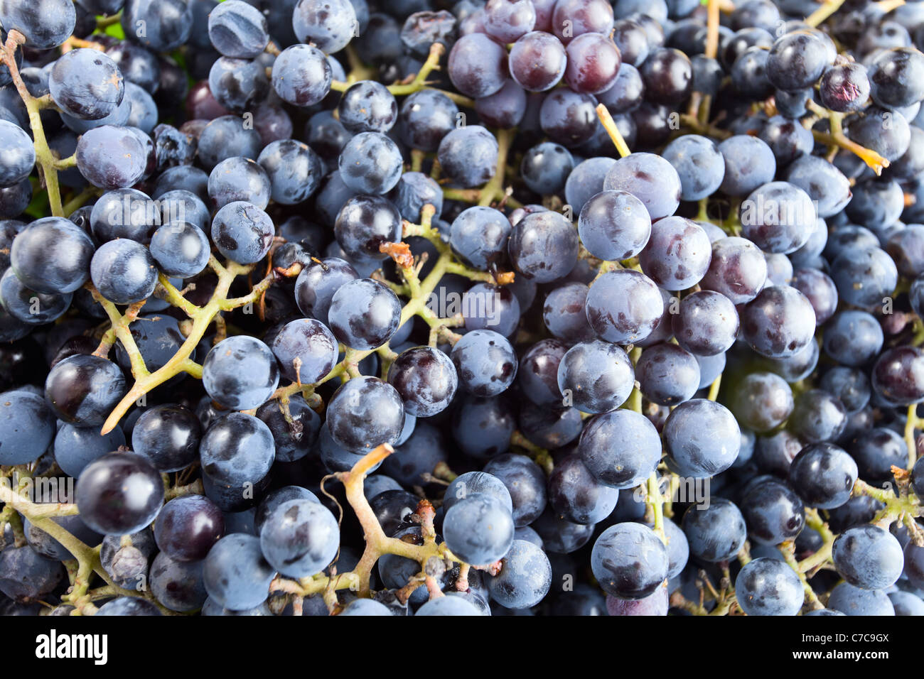 The Isabella grape is a cultivar derived ,is used for table, juice and ...