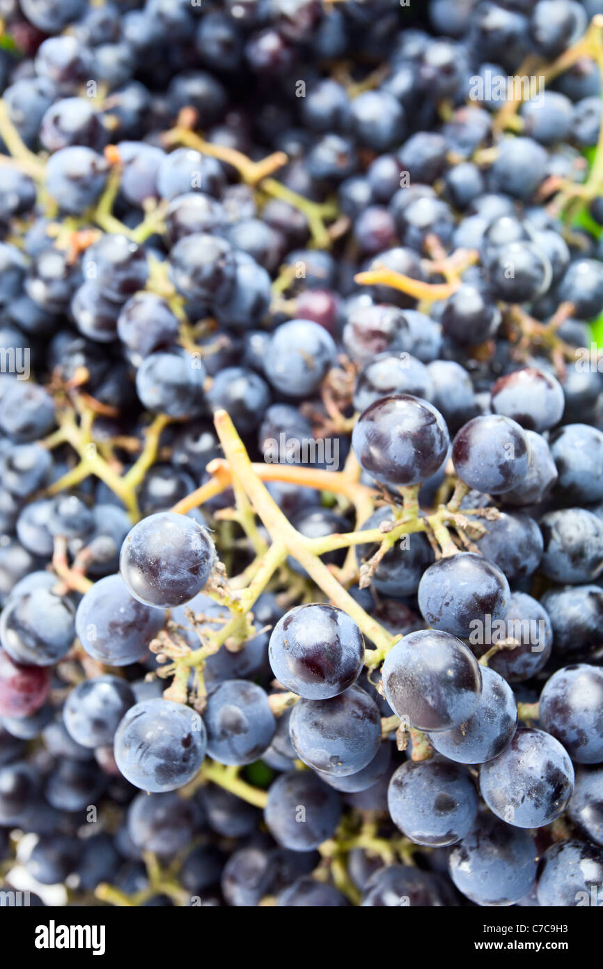 The Isabella grape is a cultivar derived ,is used for table, juice and ...