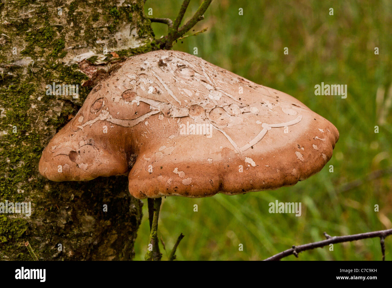 Birch polypore (Piptoporus betulinus Stock Photo - Alamy