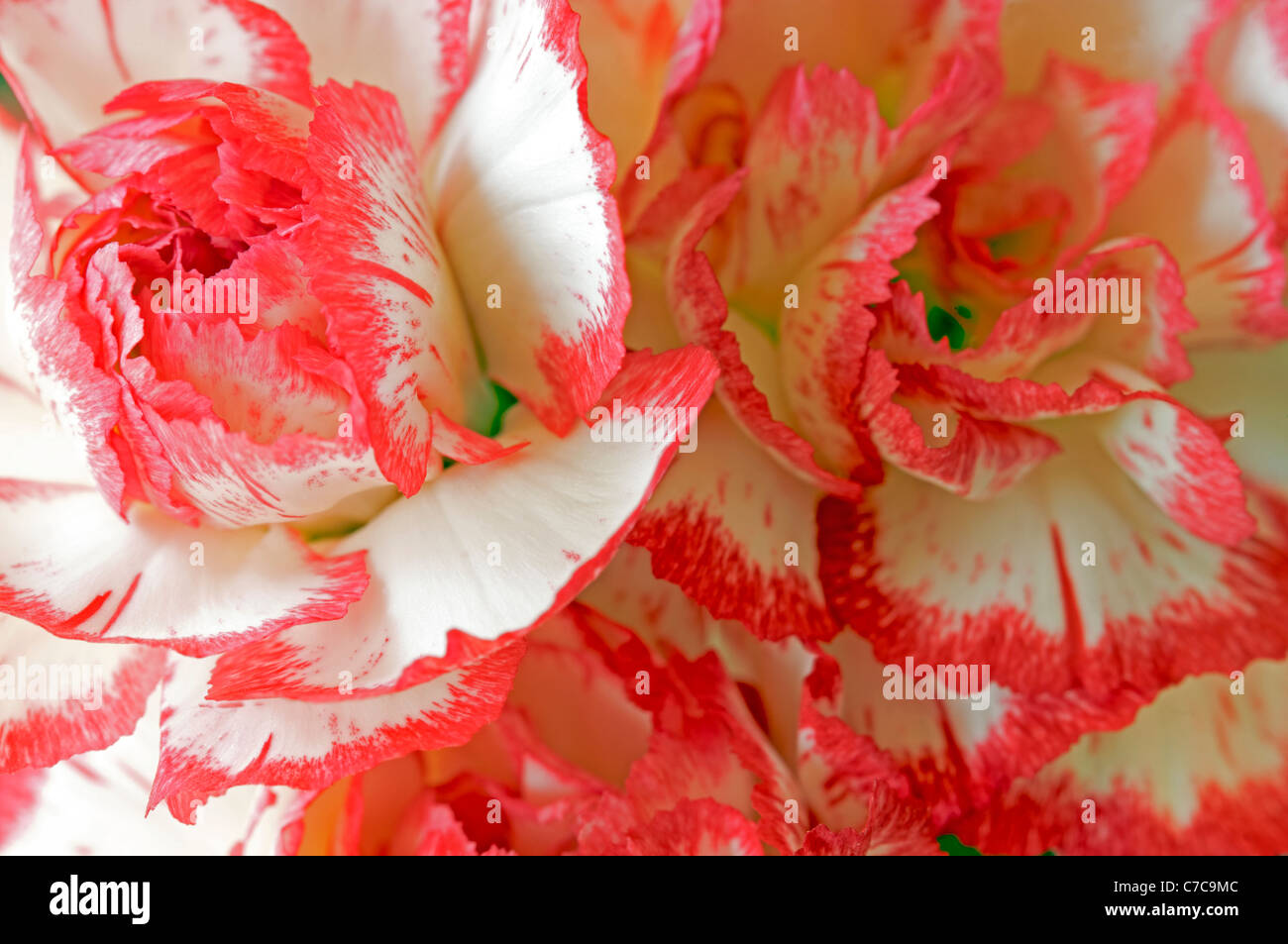 pink and white carnations Stock Photo - Alamy