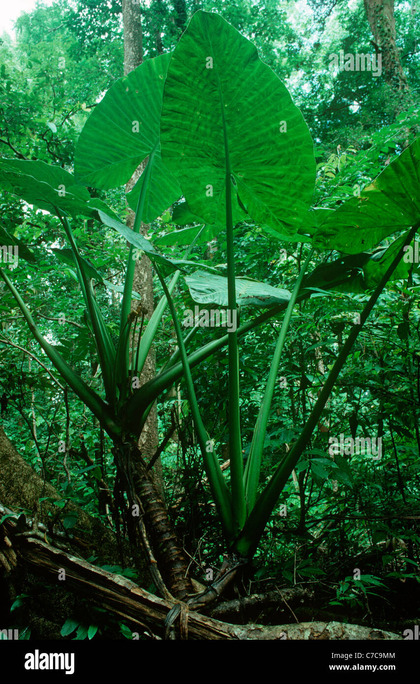 Alocasia sp. huge leaved aroid growing in a light gap in rainforest ...