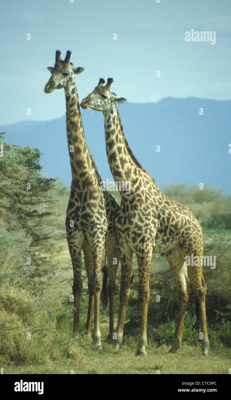 Giraffe habitat loss hi-res stock photography and images - Alamy
