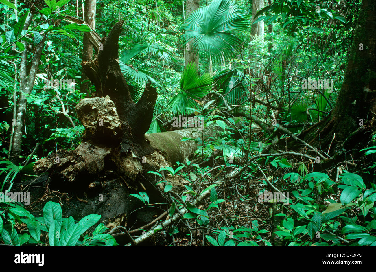 Tree fall creating a light gap in rainforest in Tangkoko Batuangus ...