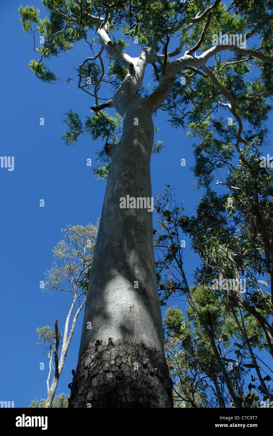Moreton Bay Ash / Carbeen (Corymbia tessellaris), a half-bark gumtree ...