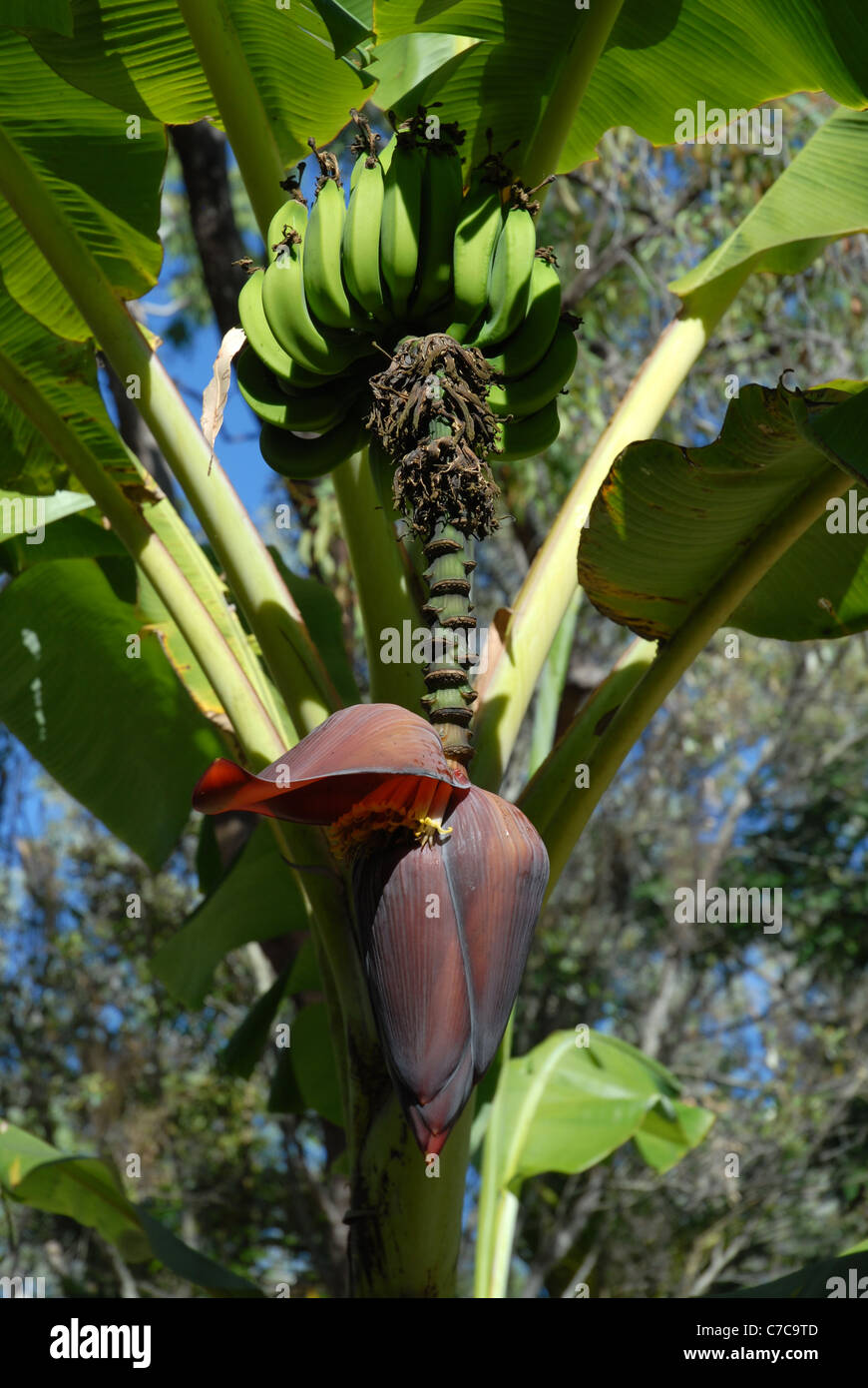 Australian Bananas High Resolution Stock Photography and Images - Alamy