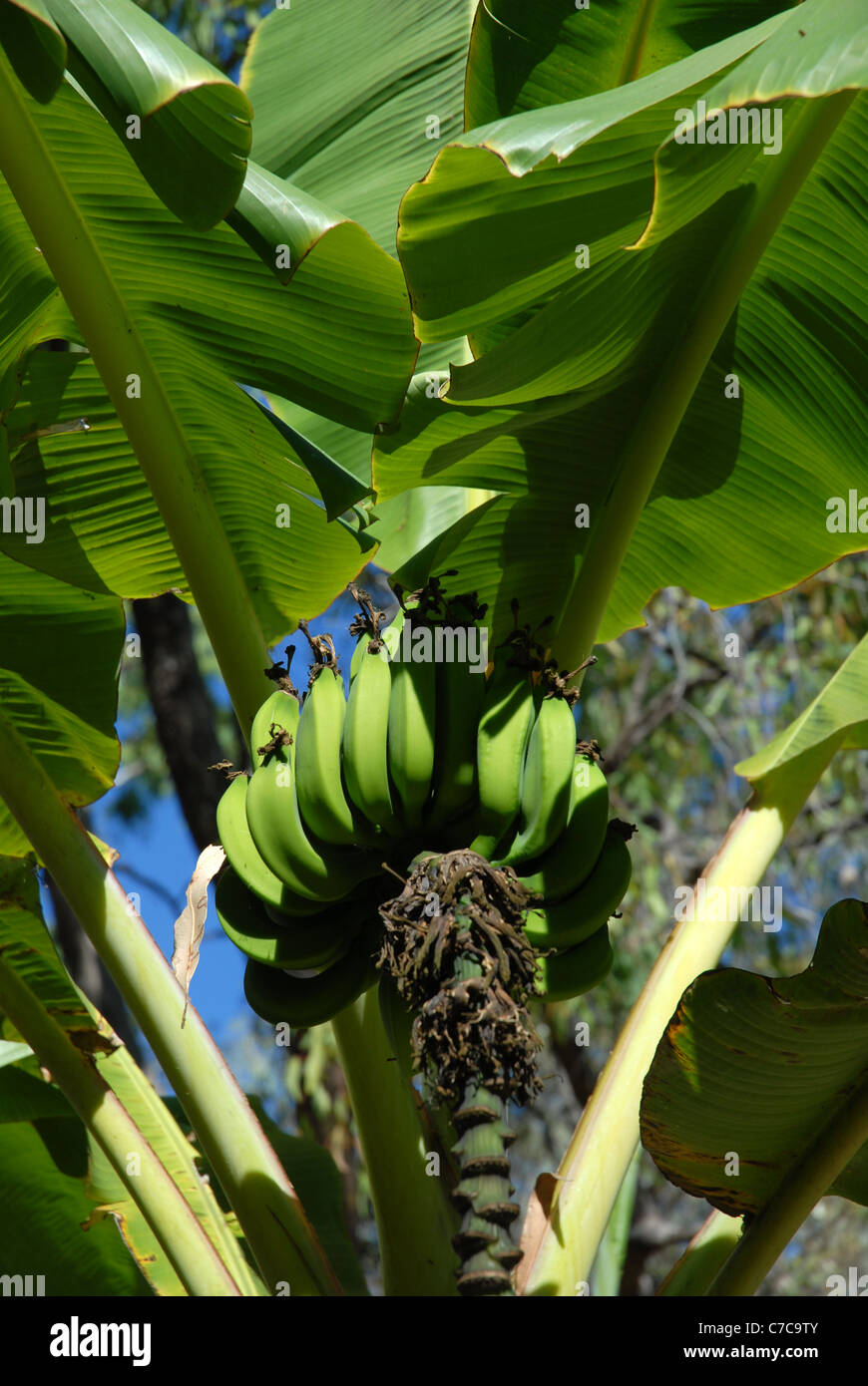 bananas growing, Queensland Australia Stock Photo - Alamy
