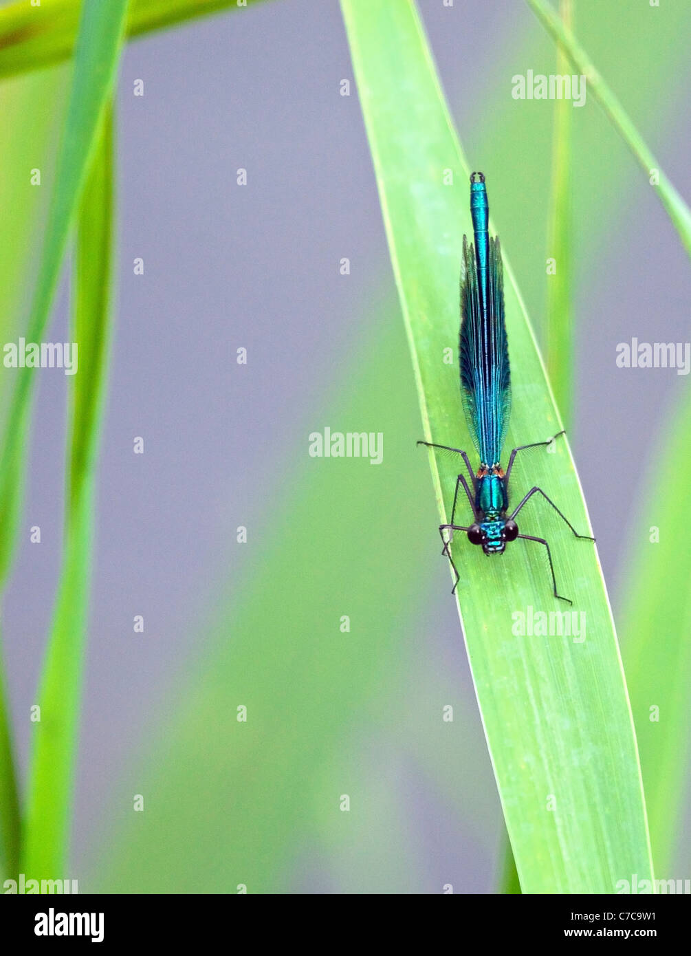 blue damsel fly Stock Photo - Alamy