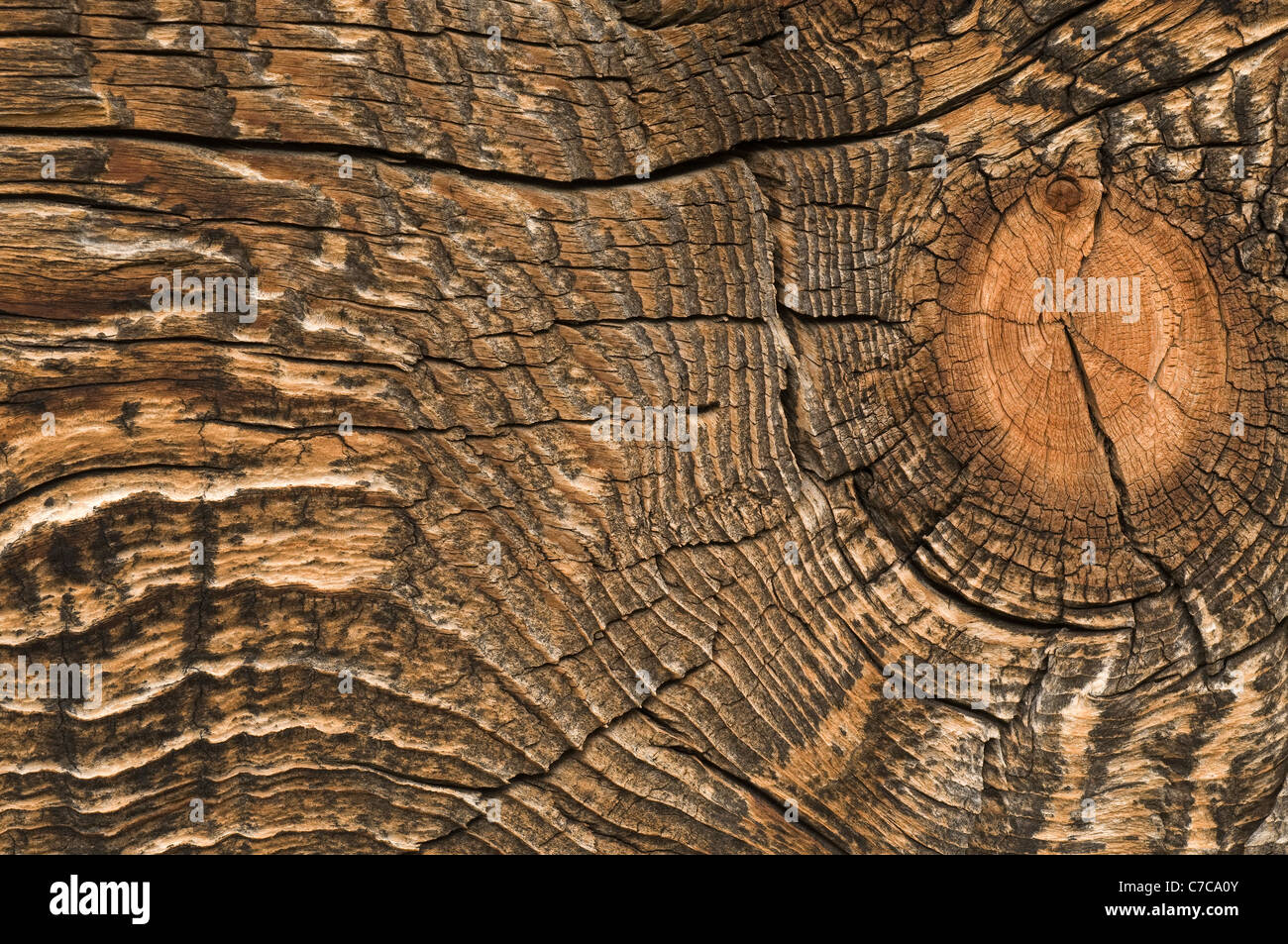 Annual age rings hi-res stock photography and images - Alamy