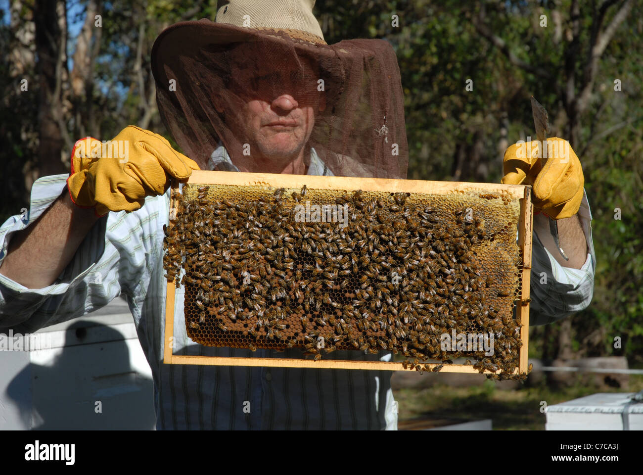 honey bees and bee keeper, Cape Cleveland, Queensland, Australia Stock ...