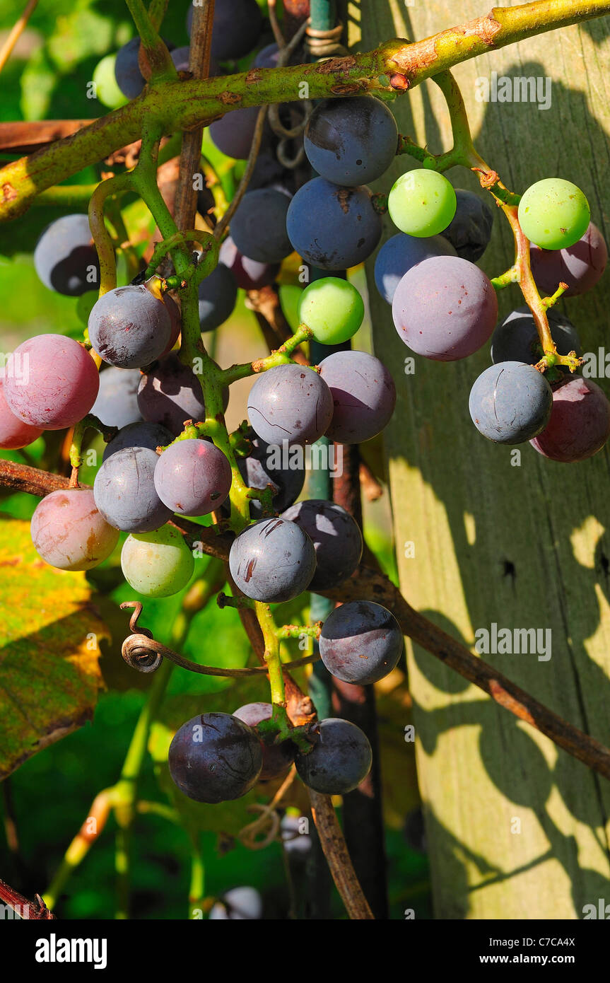 Concord grapes hi-res stock photography and images - Alamy