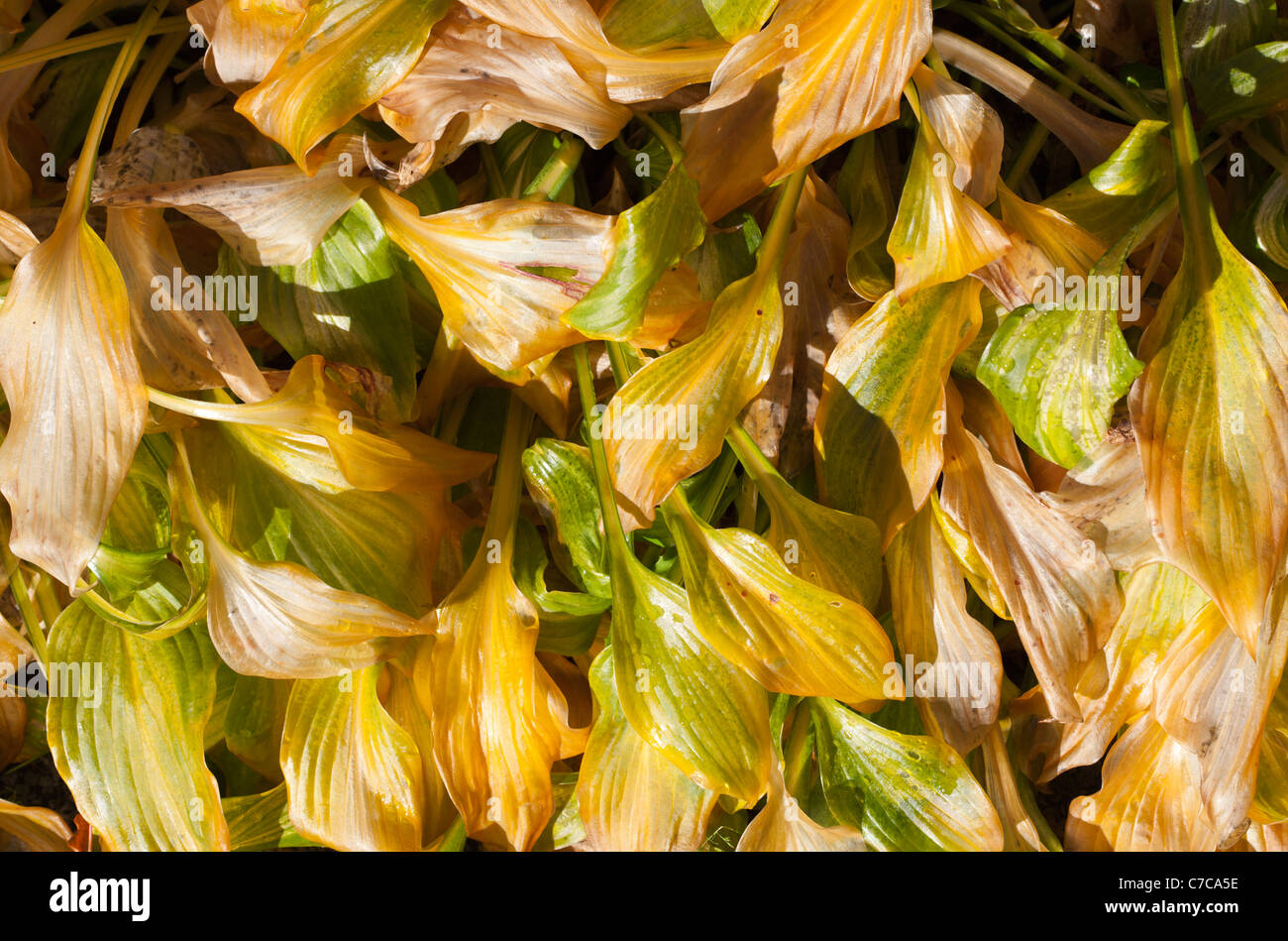 Decaying plant leaves Stock Photo - Alamy