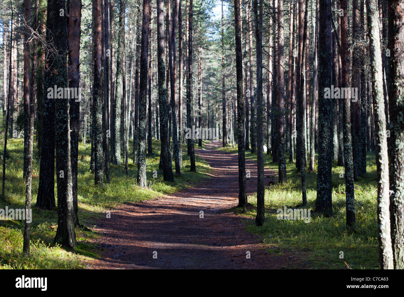 Path in Finnish pine ( pinus sylvestris ) taiga forest , Finland Stock ...