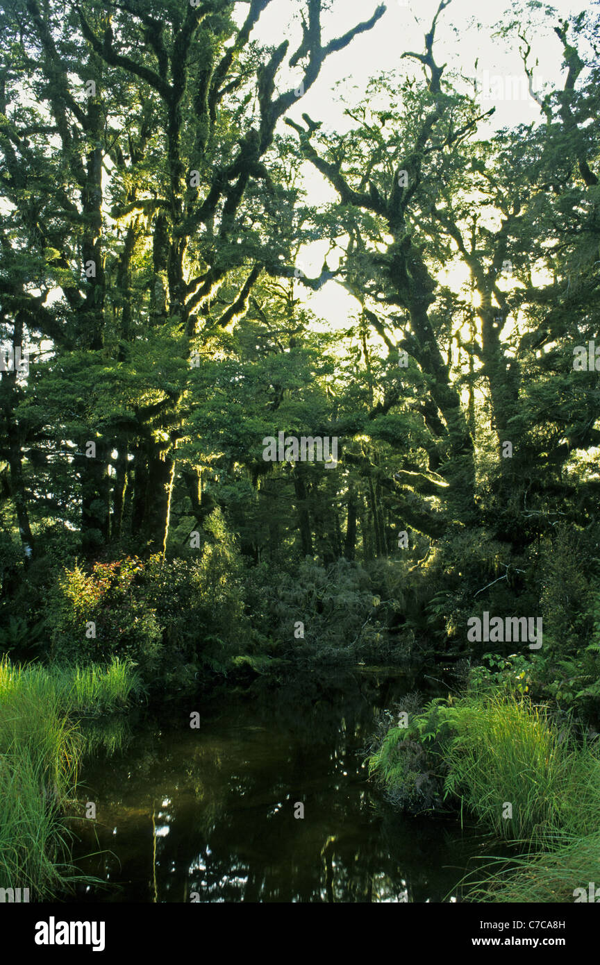 native forest in fjordland, new zealand Stock Photo - Alamy