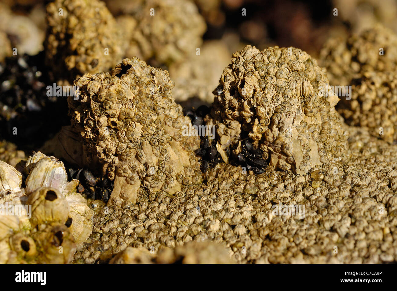 Sea acorn hi-res stock photography and images - Alamy